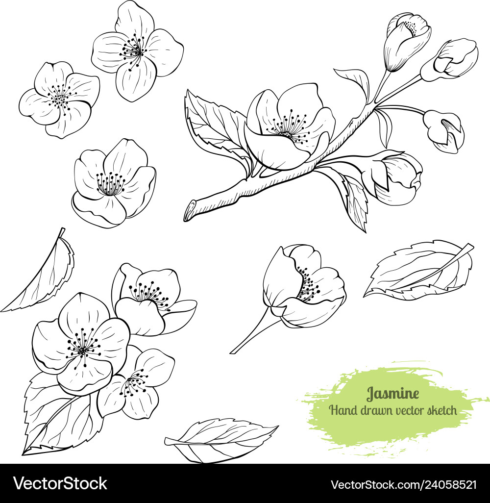 Botanical Drawing Jasmine Vector Images (over 640)