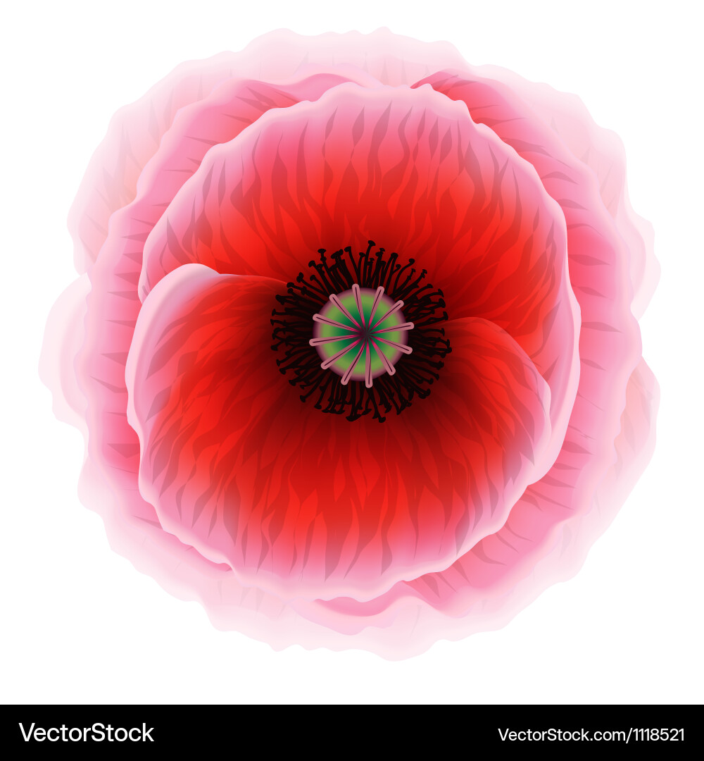 Red poppy flower Royalty Free Vector Image - VectorStock