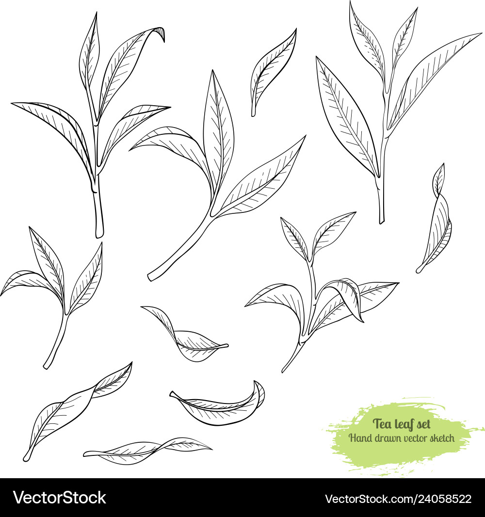 Tea Leaves Sketch Vector Images (over 2,600)