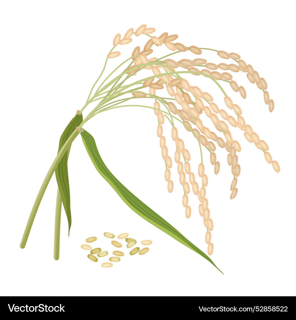 Rice plant and grains Royalty Free Vector Image