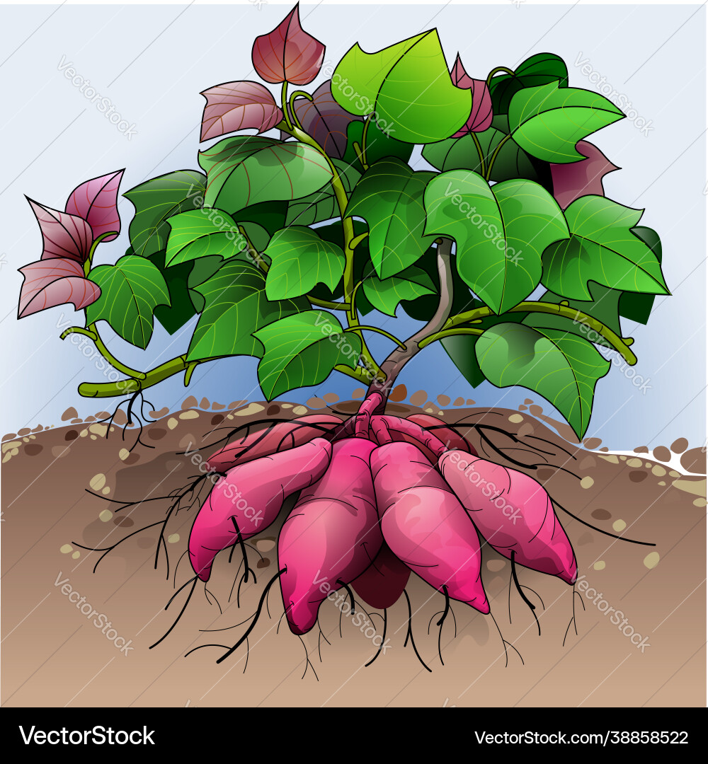 Sweet Potato Leaves Vector Images (over 260)