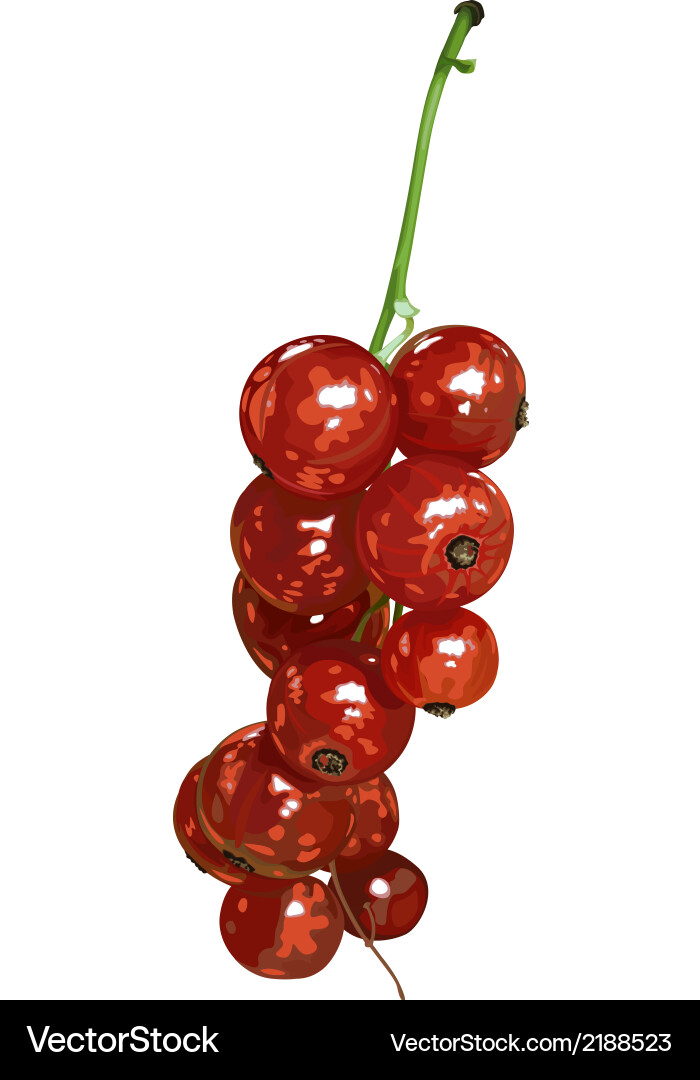 Red currant Royalty Free Vector Image - VectorStock