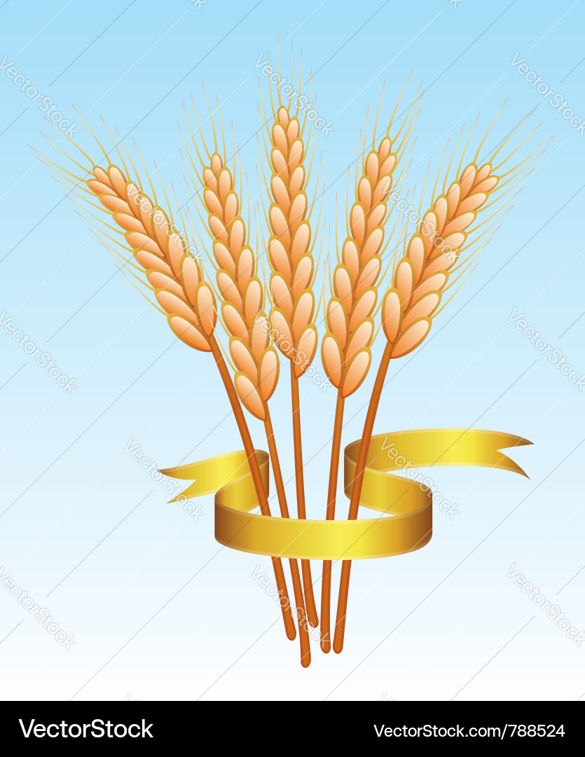 Wheat ears and golden ribbon Royalty Free Vector Image