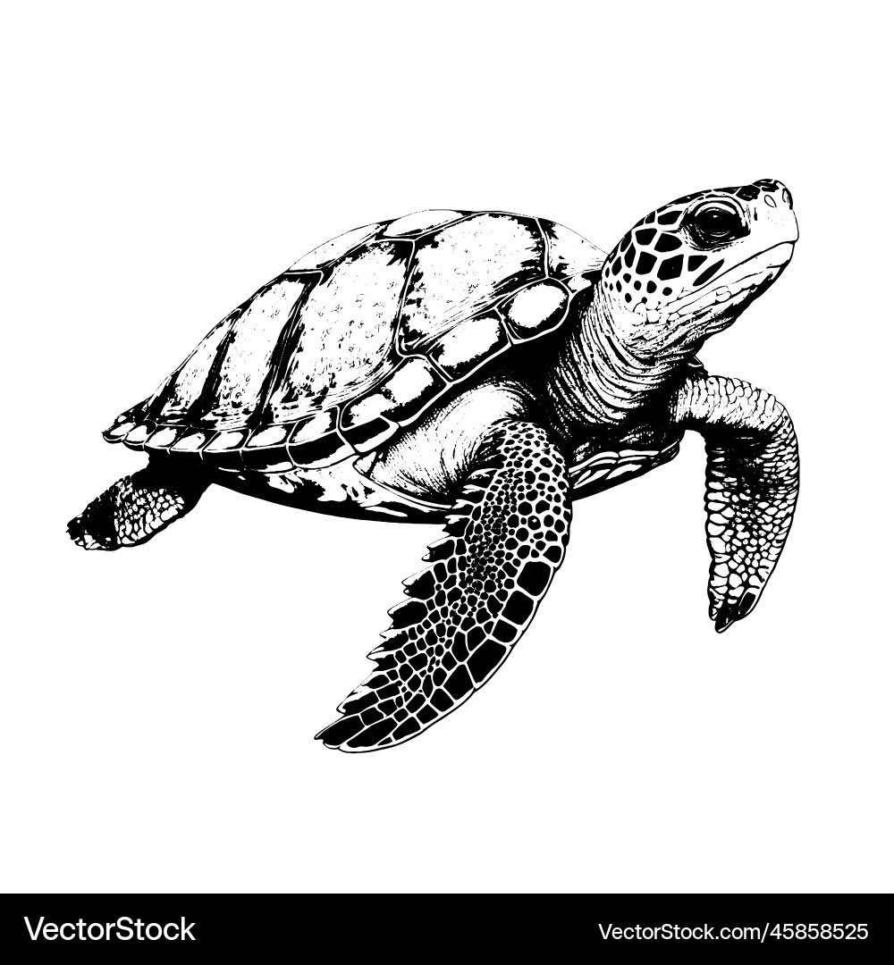 Turtle hand drawn sketch Royalty Free Vector Image