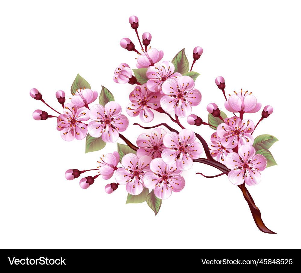Pink sakura blossom branch Royalty Free Vector Image