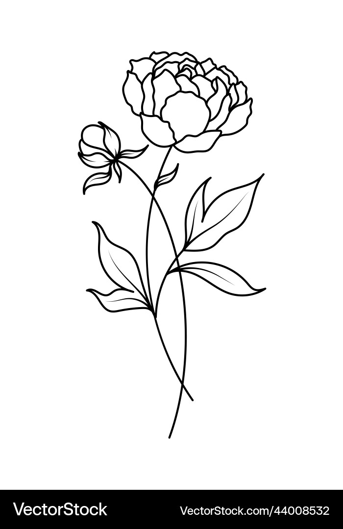 Peony november birth month flower Royalty Free Vector Image