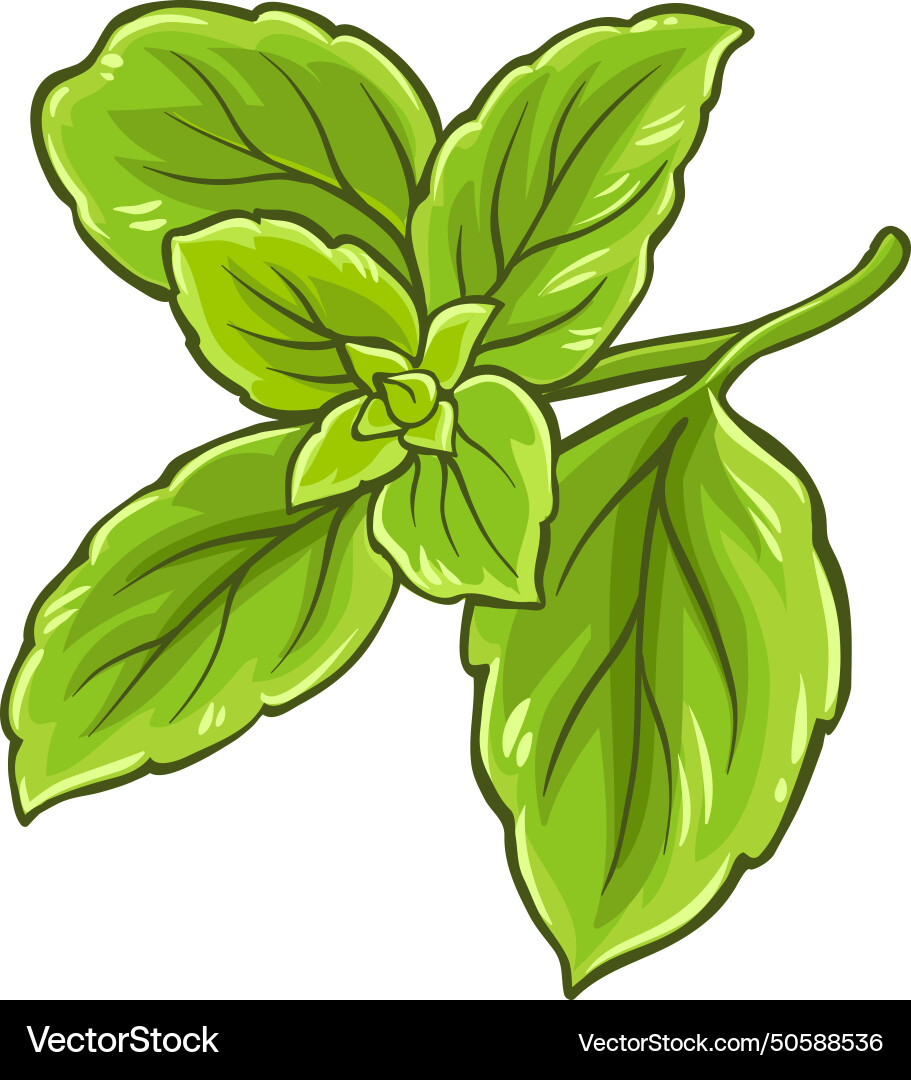 Green basil branch colored detailed Royalty Free Vector