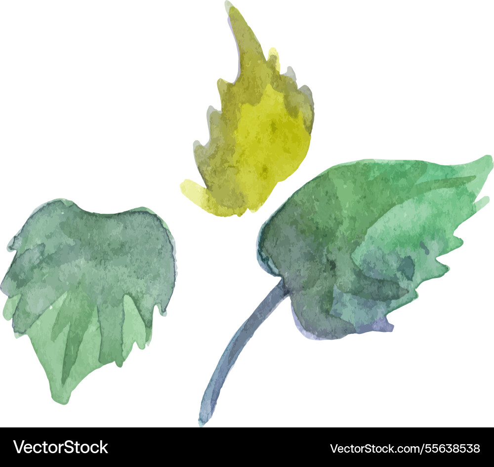 Watercolor painted flower leaves hand drawn Vector Image