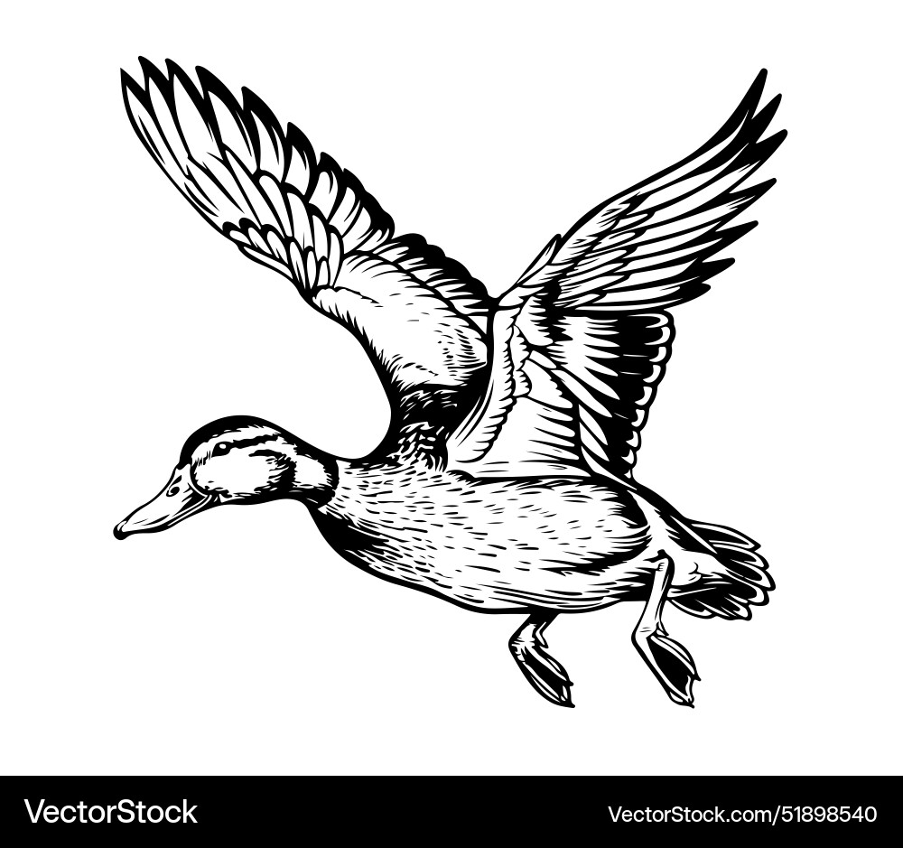 Duck flying sketch painted Royalty Free Vector Image