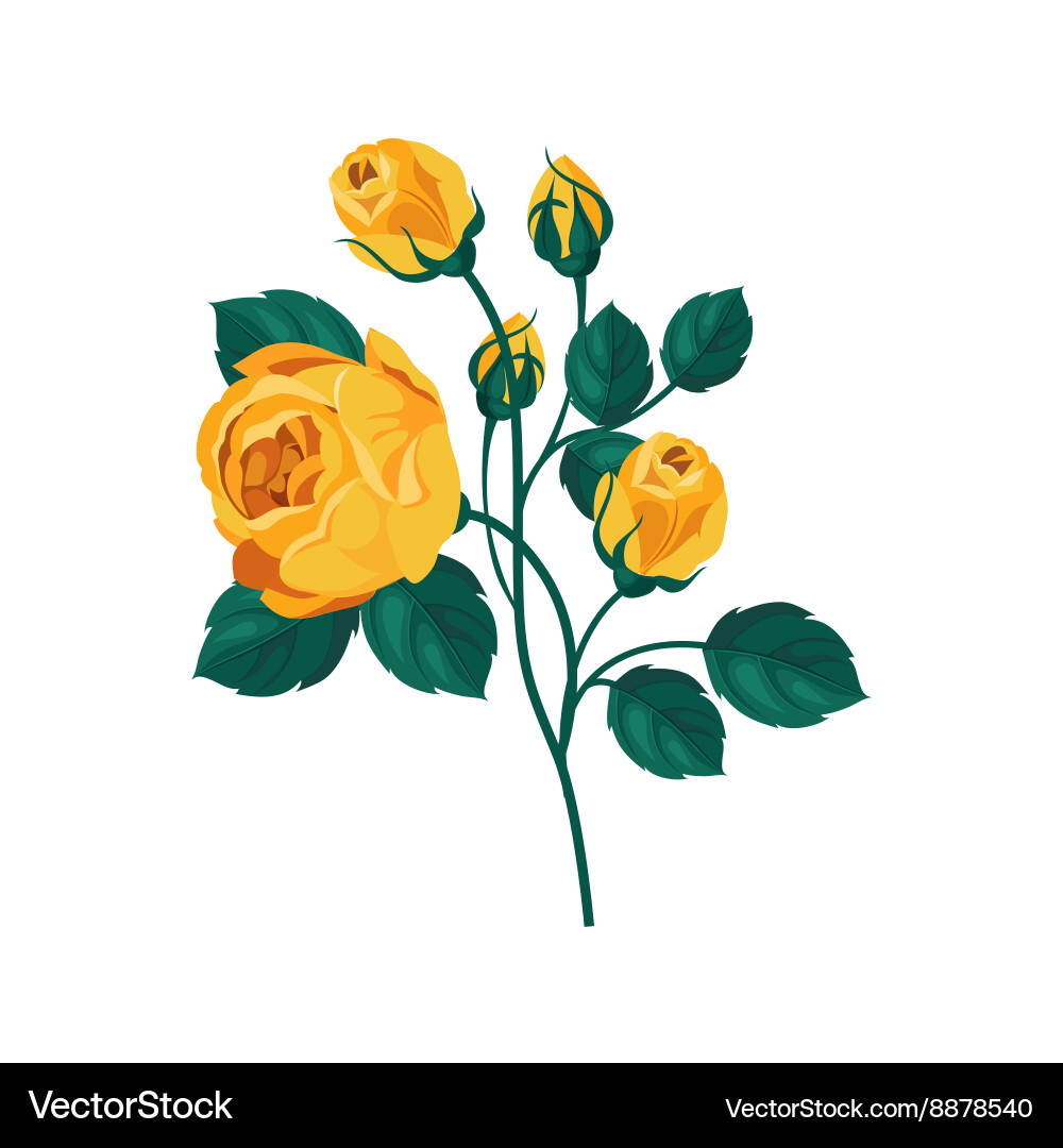 Yellow rose hand drawn realistic Royalty Free Vector Image