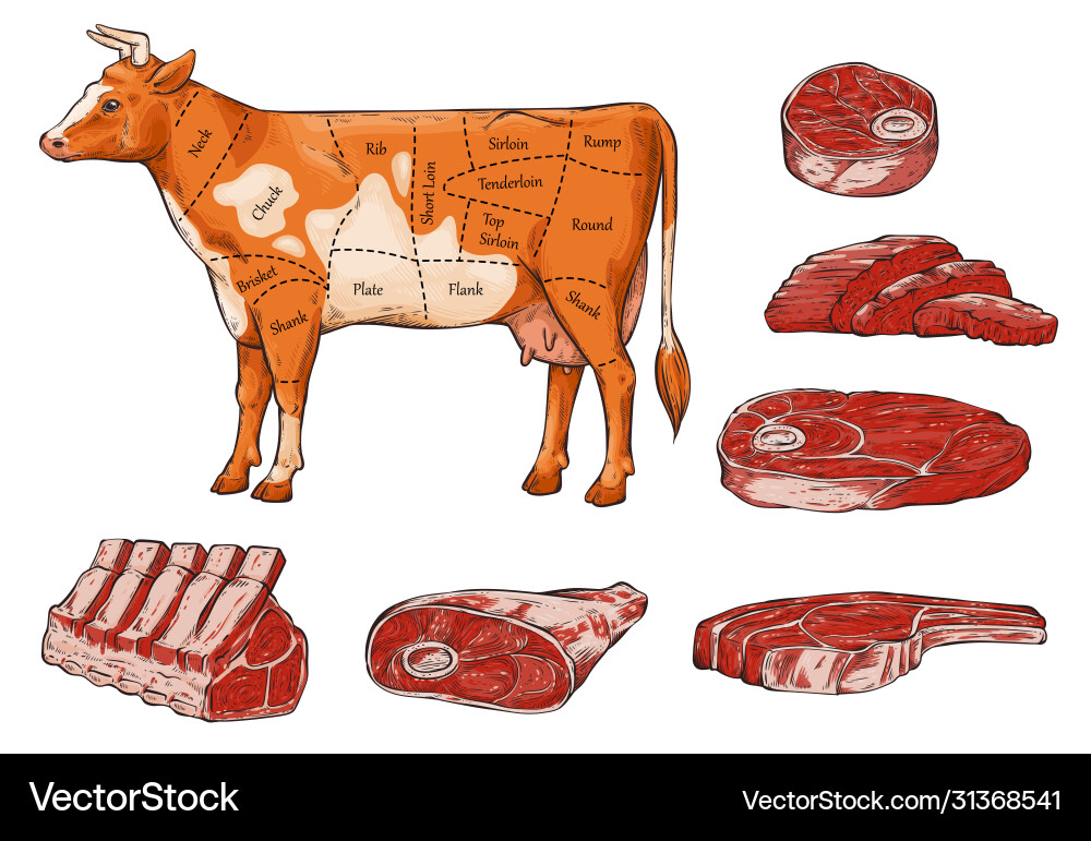 Set beef meat and steaks slices a cow Royalty Free Vector