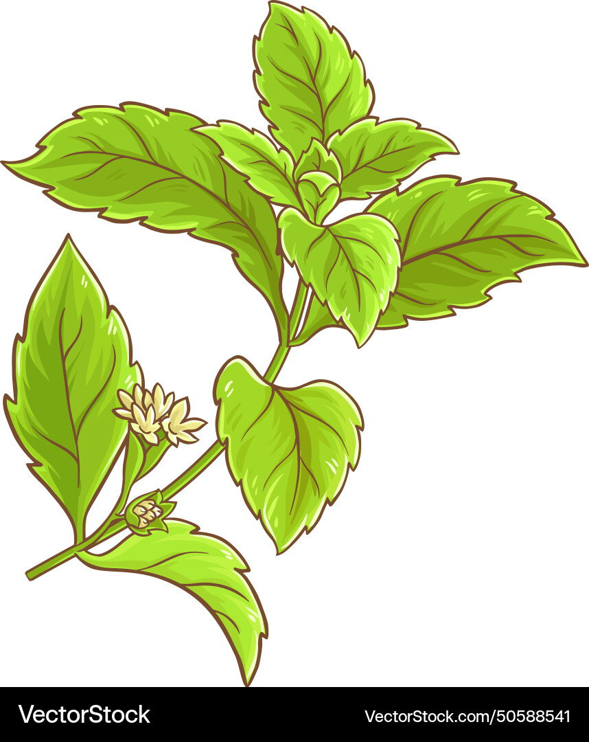 Stevia branch with flowers colored Royalty Free Vector Image