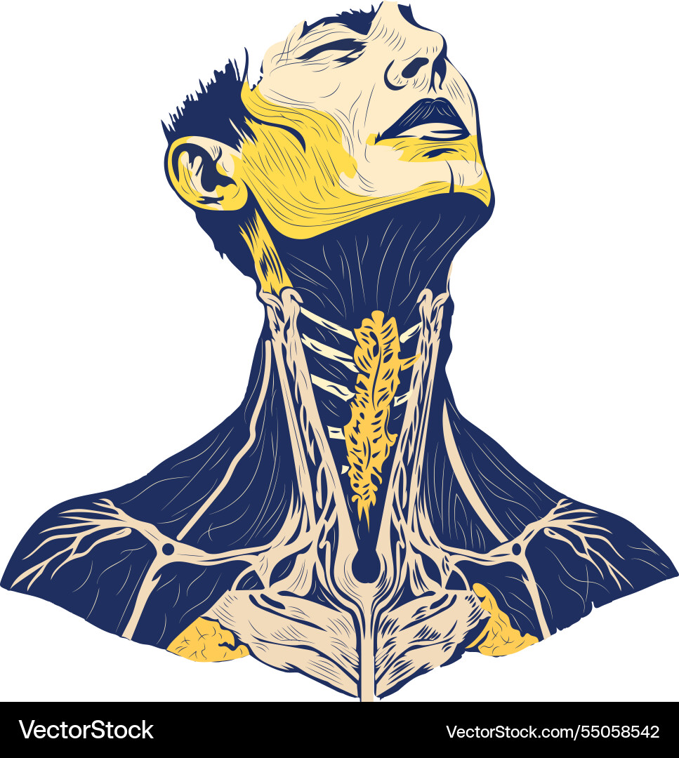 Human neck tendon in vintage style Royalty Free Vector Image