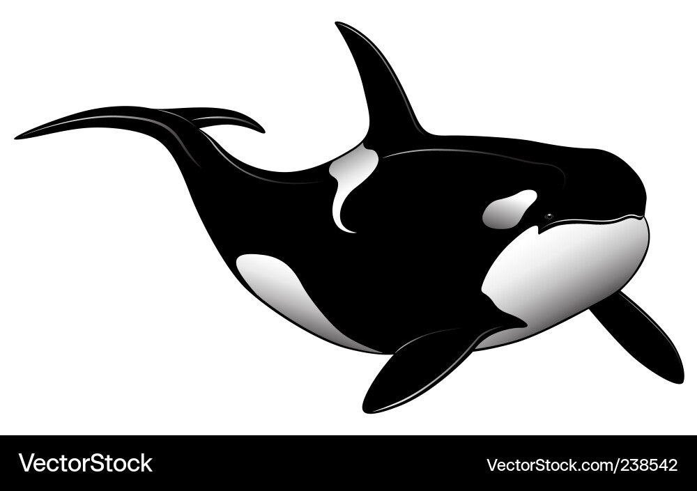 Orca Marine Wildlife Royalty Free Vector Image