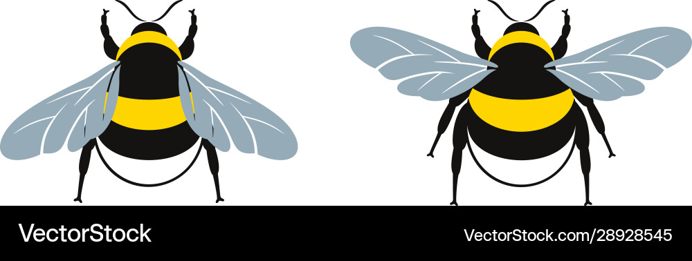 Bumblebee Royalty Free Vector Image - VectorStock