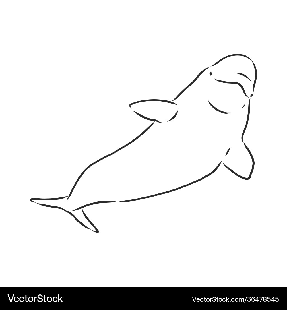 Hand drawn beluga whale sketch engraving Vector Image