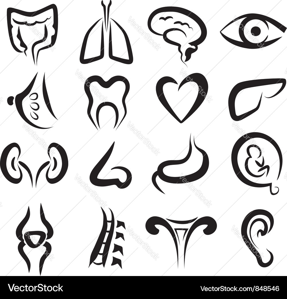 Big set of human organs Royalty Free Vector Image