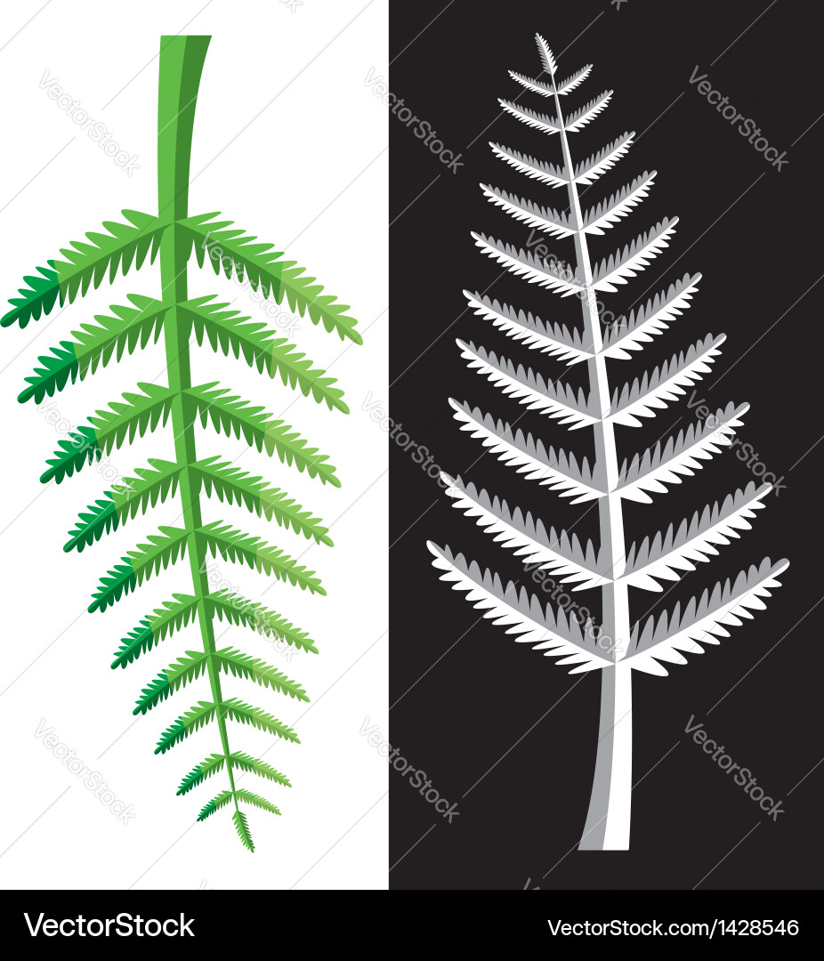 Elegant Fern Leaves Royalty Free Vector Image - VectorStock