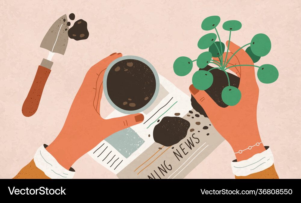 Pilea Peperomioides Vector Images 41 