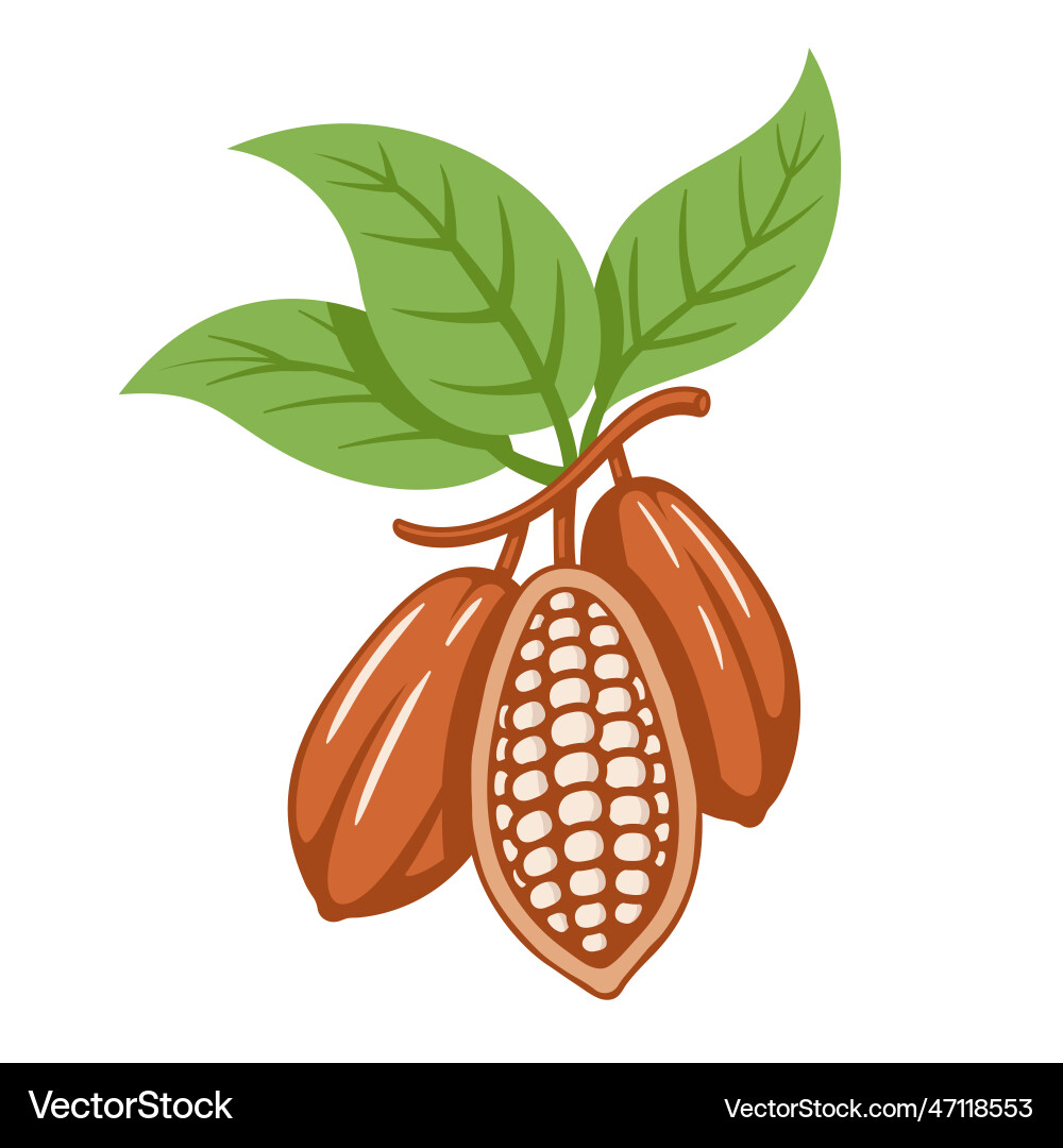 Cocoa beans isolated on white background Vector Image