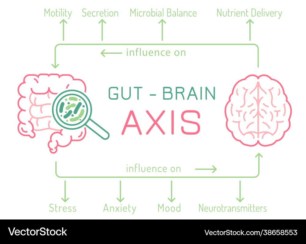 Gut - brain axis landscape poster useful Vector Image