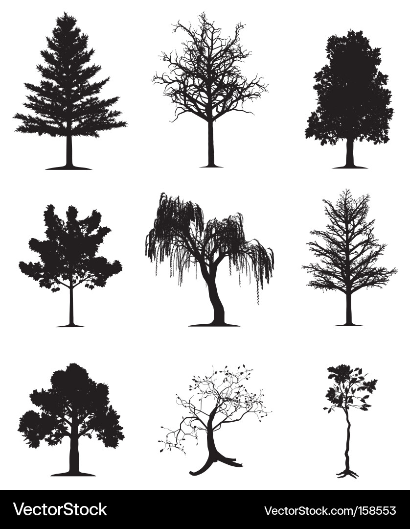 Tree Sapling Vector Images (over 6,600)