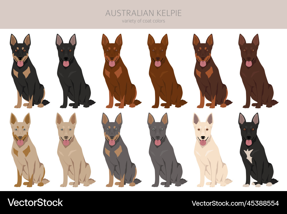 Australian kelpie all colours clipart different Vector Image