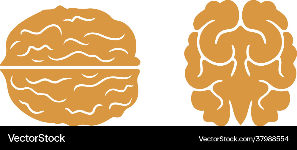 Walnut Royalty Free Vector Image - VectorStock