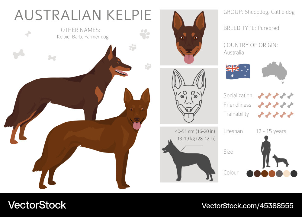 Australian kelpie all colours clipart different Vector Image