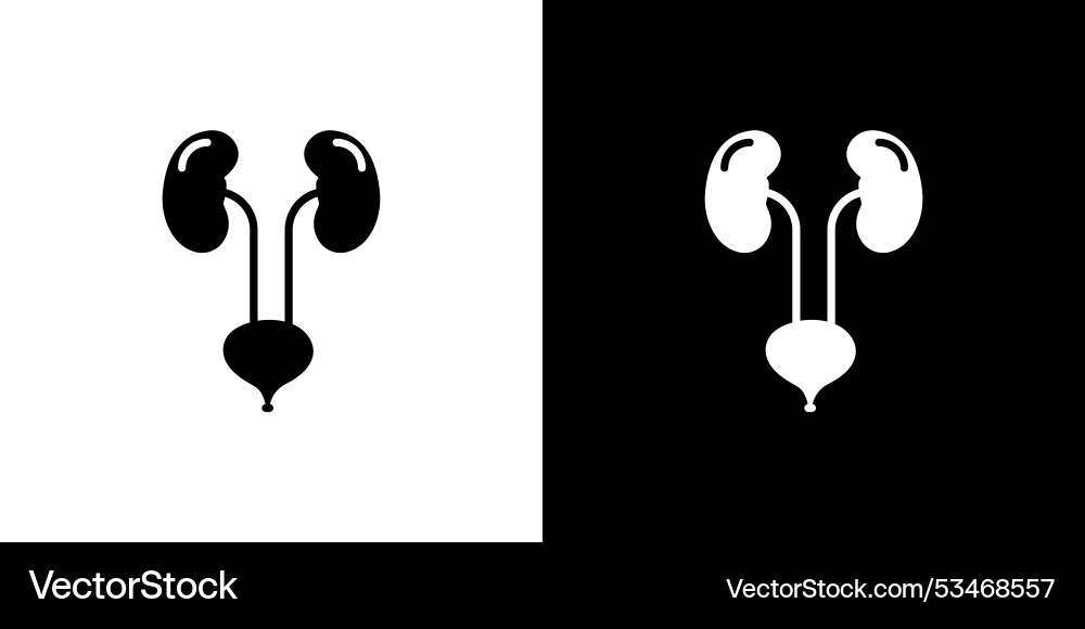 Urinary system icon linear logo isolated Vector Image