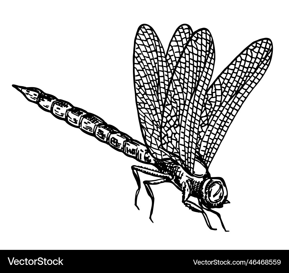 Hand-Drawn Dragonfly Sketch Royalty Free Vector Image