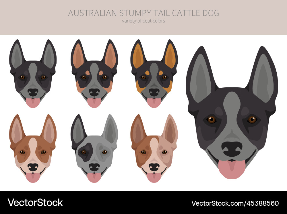 Australian stumpy tail cattle dog all colours Vector Image