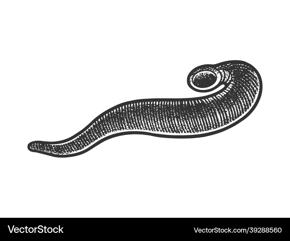 Medicinal leech sketch Royalty Free Vector Image