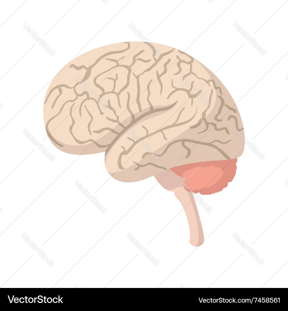 Gehirn Cartoon Wie Funktioniert Das Gehirn Des Menschen? | SRF Kids