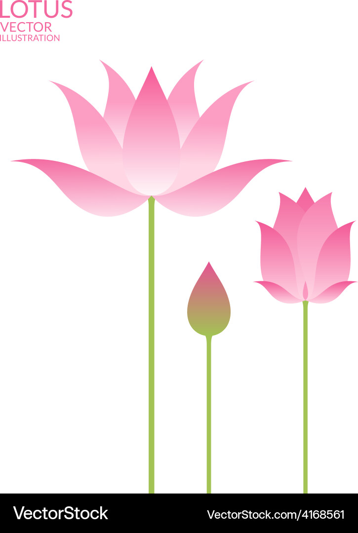 Lotus Royalty Free Vector Image - VectorStock