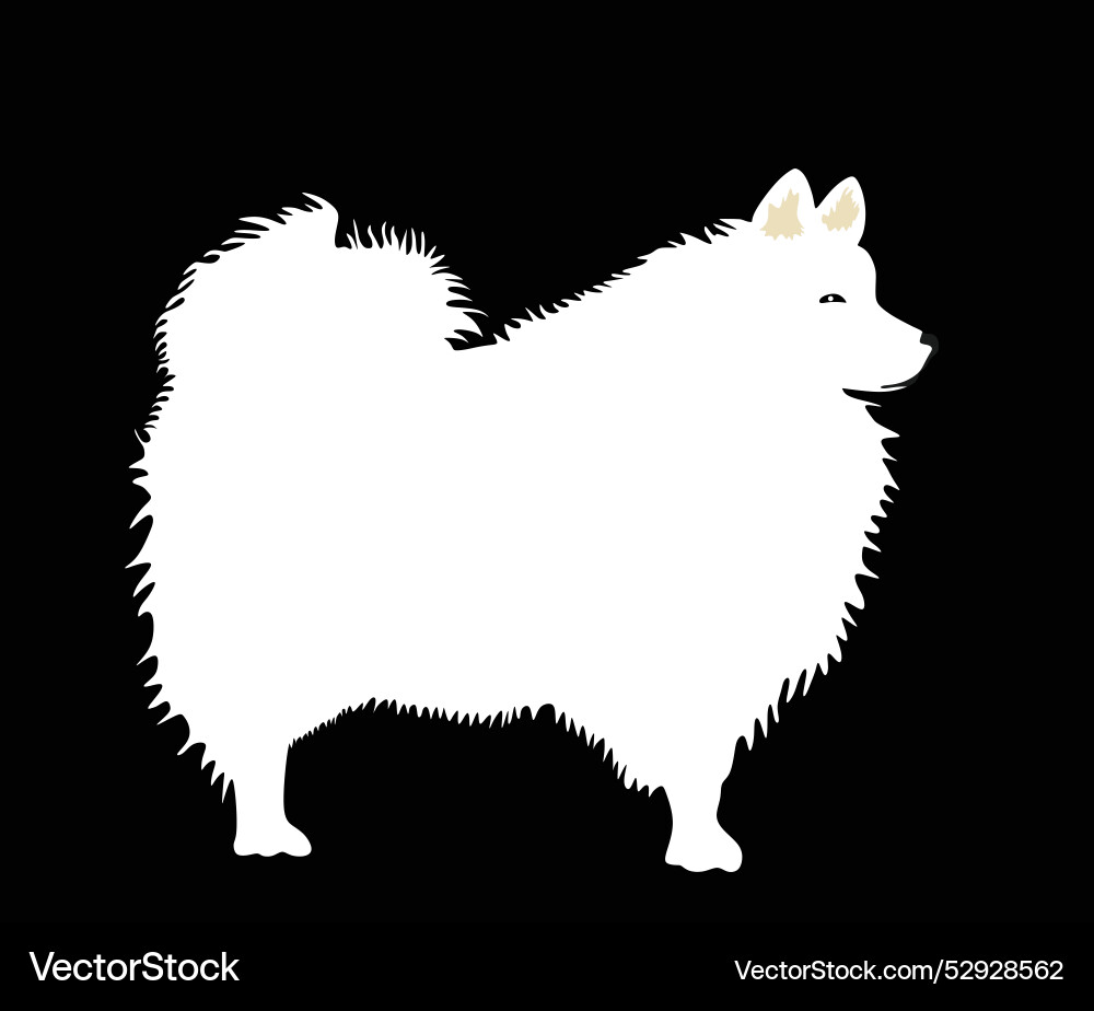 White german spitz dog breed Royalty Free Vector Image