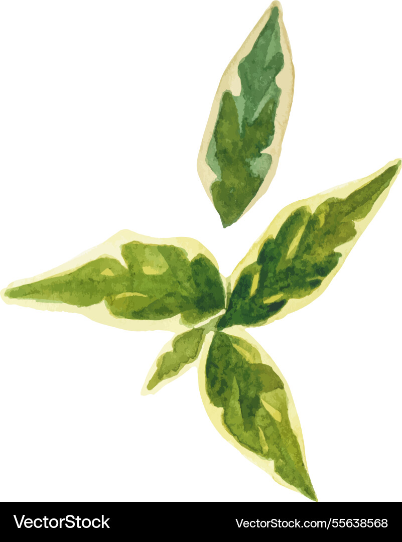 Watercolor painted flower leaves hand drawn Vector Image