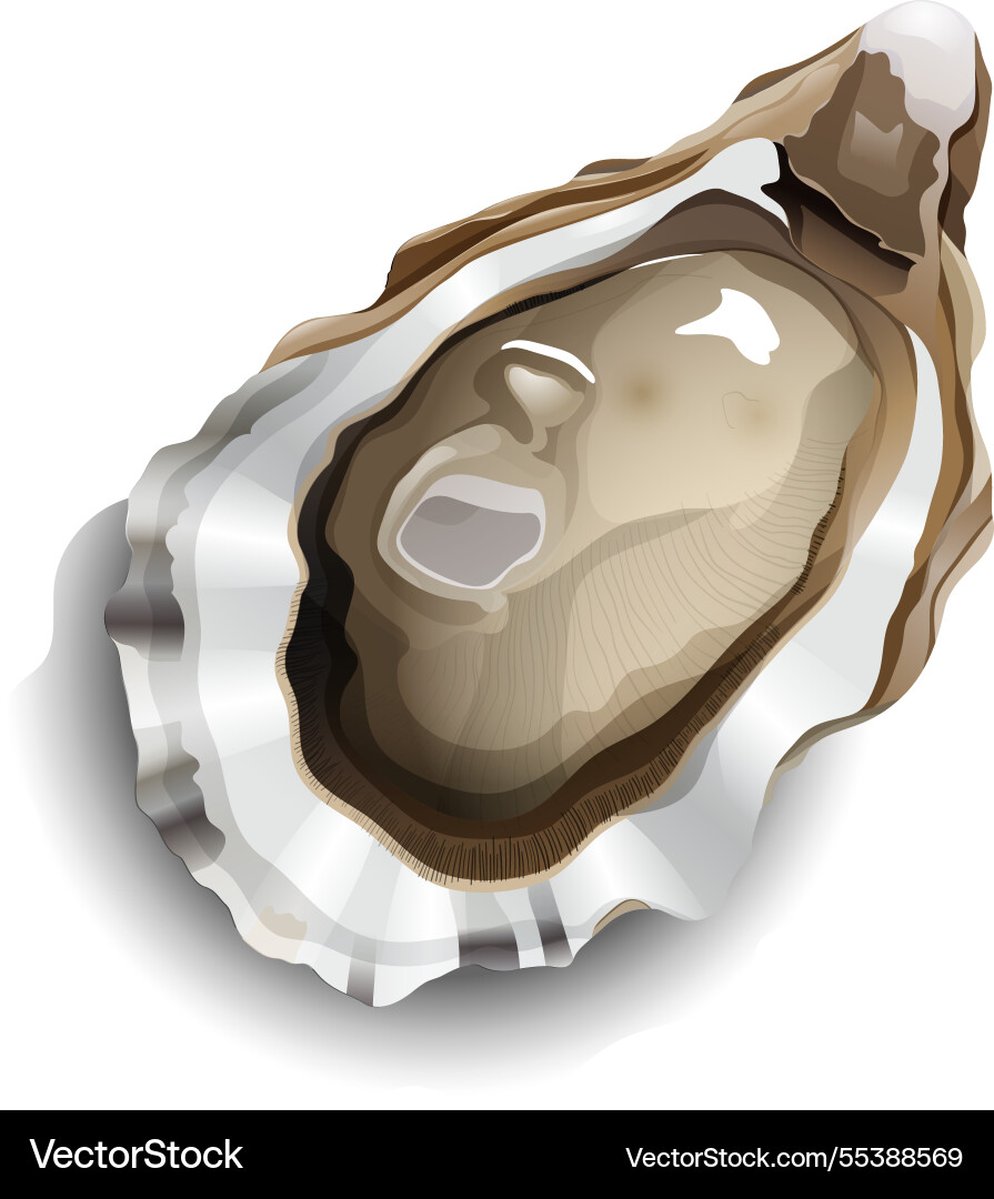 Detailed of an oyster Royalty Free Vector Image