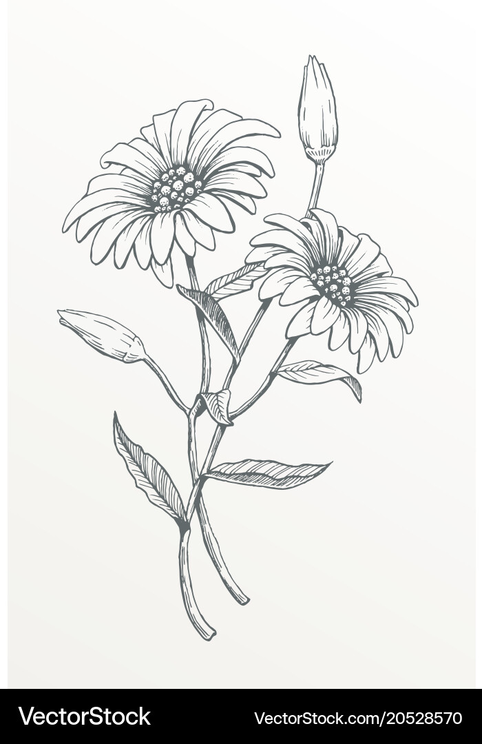 Hand Drawn Daisy Flowers Royalty Free Vector Image