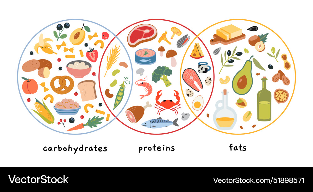 Carbohydrate protein and fat sources product Vector Image