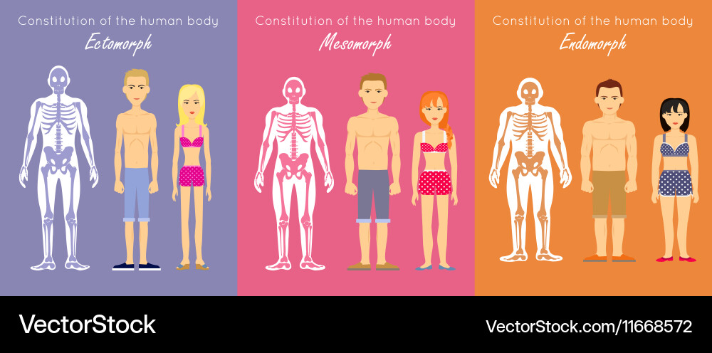 Human Body Types - Ecto, Meso, Endo Royalty Free Vector