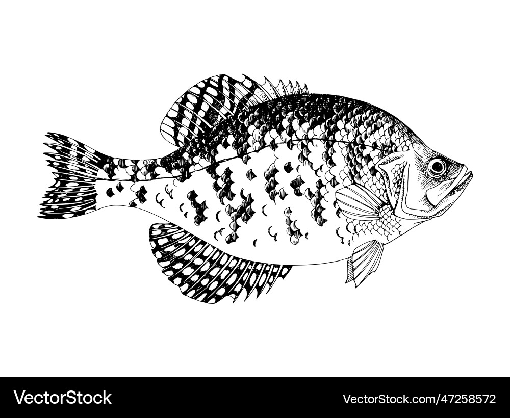 White crappie fresh water fish Royalty Free Vector Image