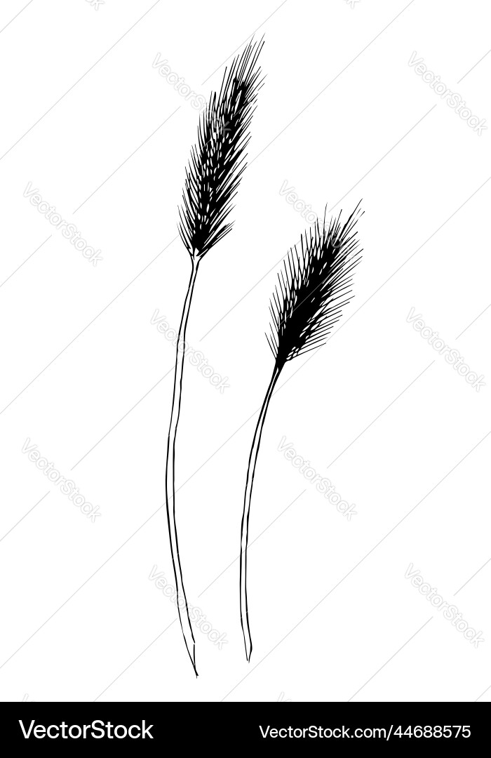 Hand drawn sketch of wheat drawing Royalty Free Vector Image