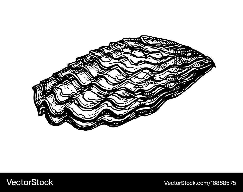 Oyster shell ink sketch Royalty Free Vector Image