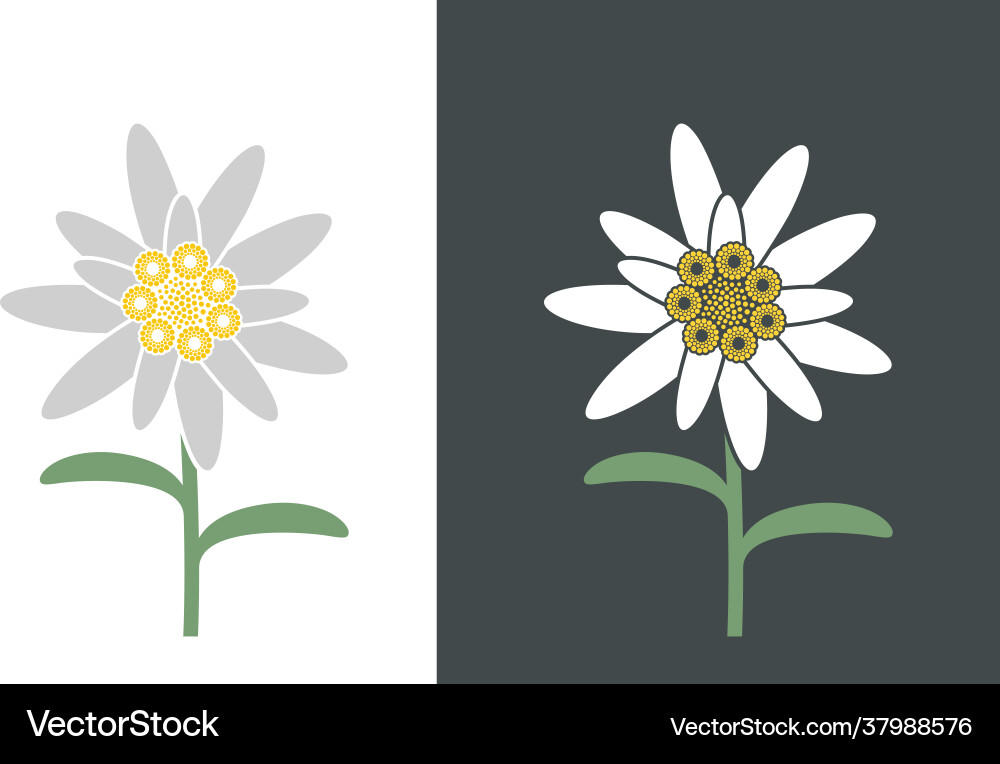 Edelweiss Royalty Free Vector Image - VectorStock