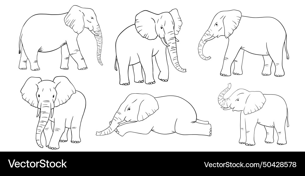 Elephant line sketch isolated on white background Vector Image
