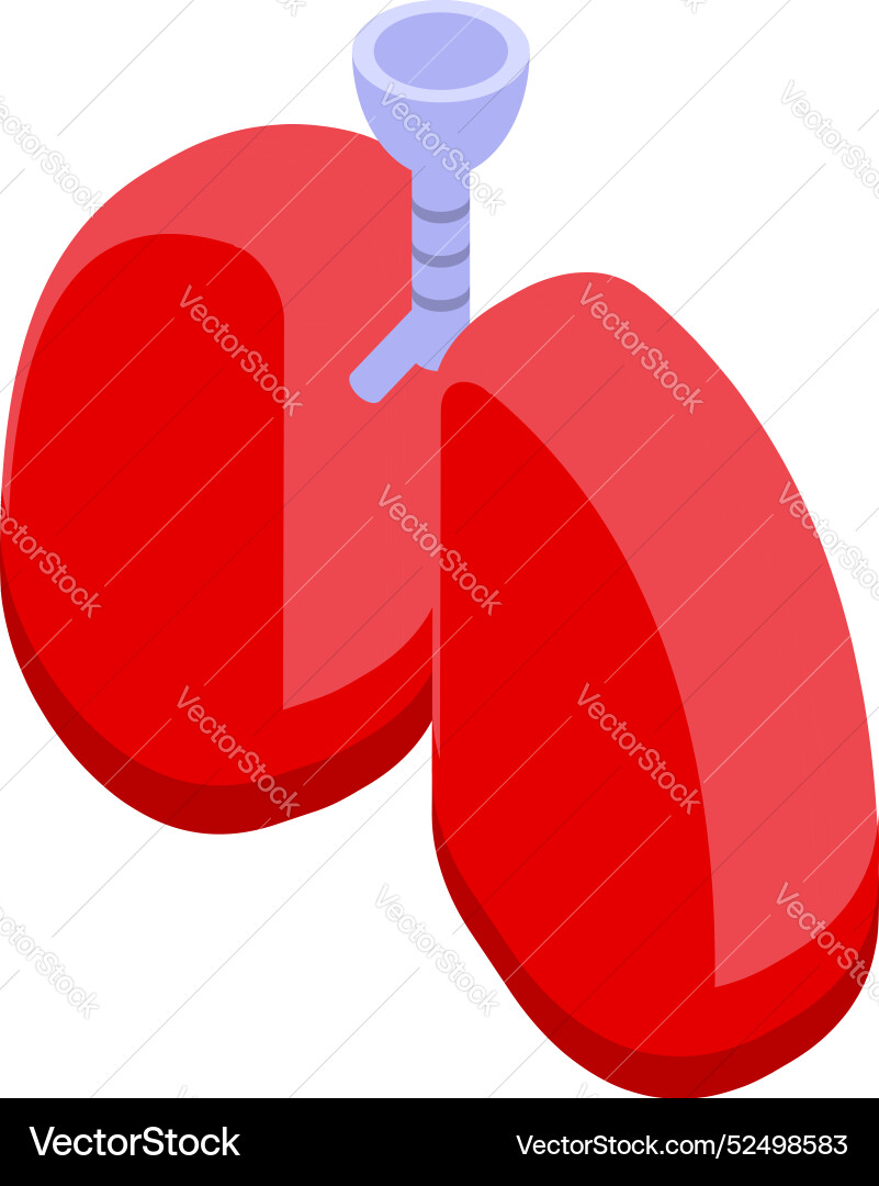 Trachea tube entering human lungs Royalty Free Vector Image