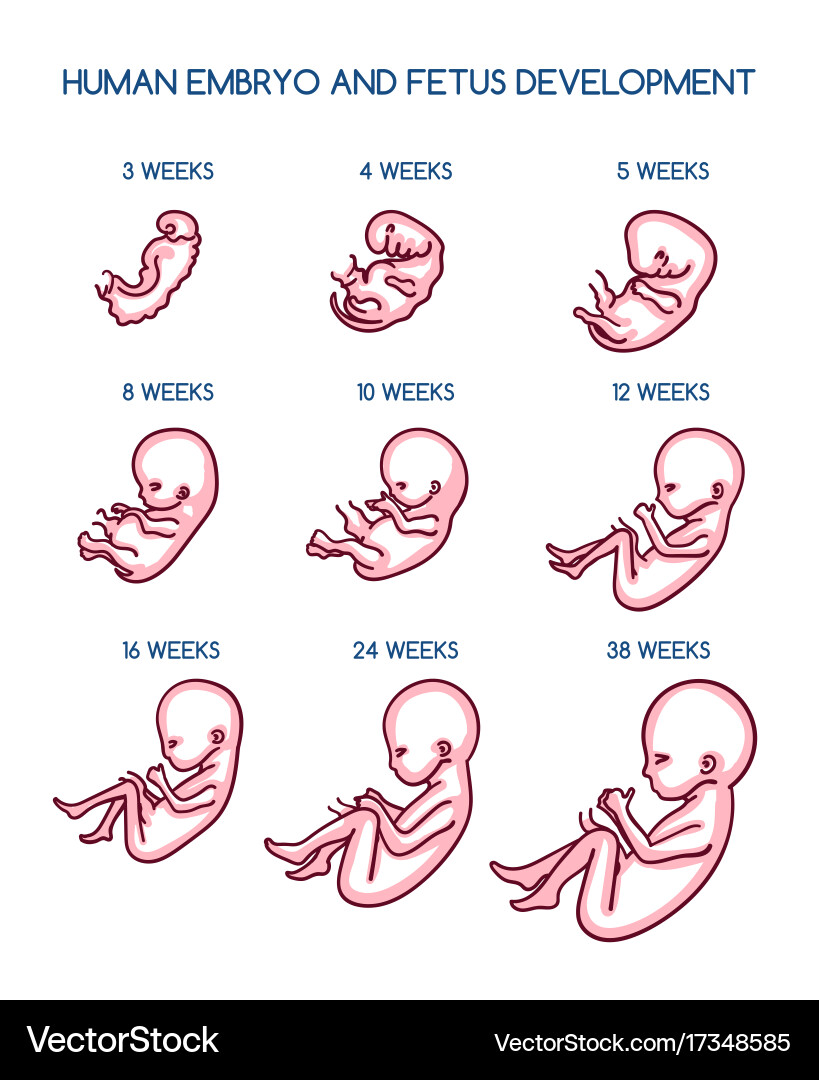 human fetus development cycle