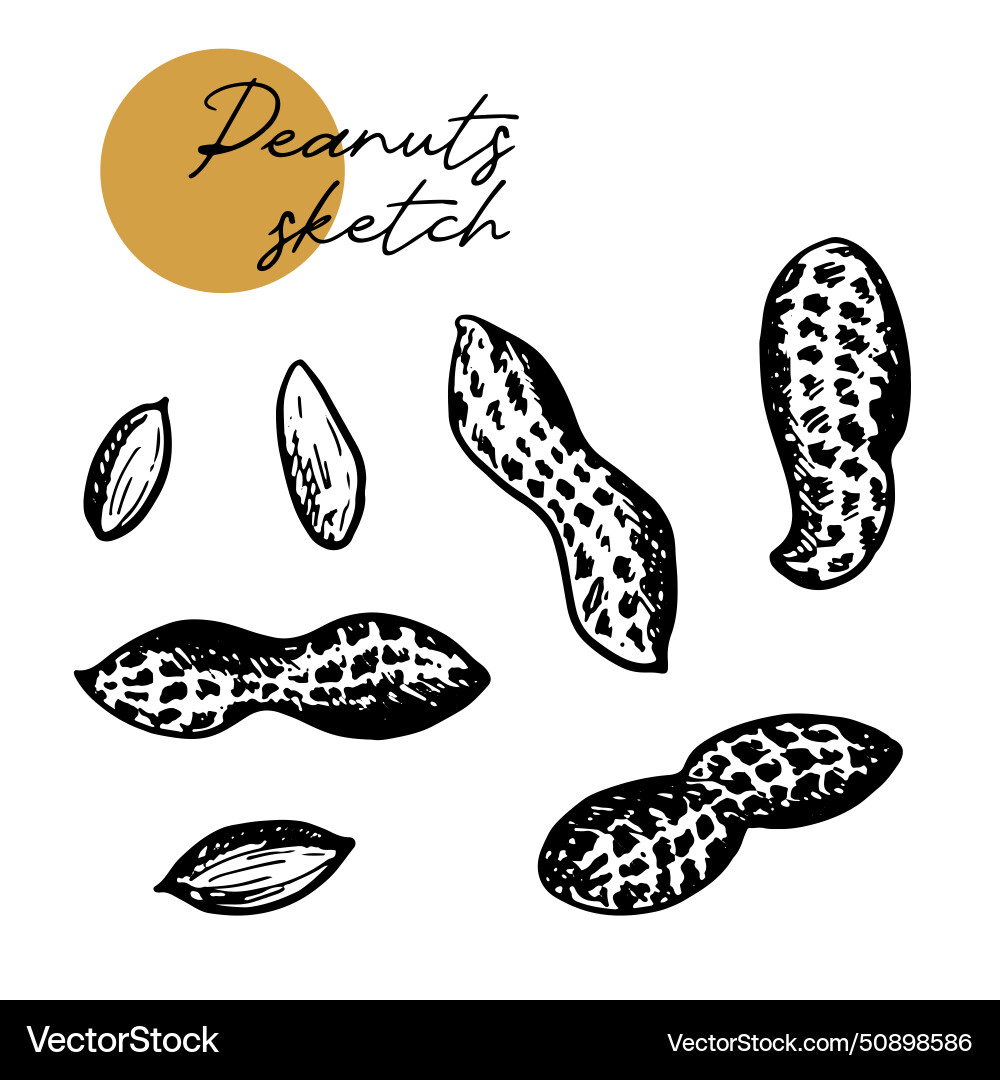 Peanut set ink sketch of nuts hand drawn Vector Image