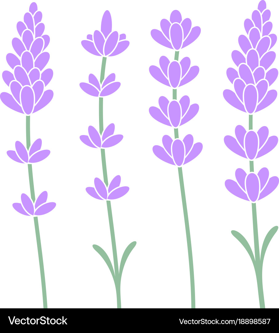 Lavender flower Royalty Free Vector Image - VectorStock